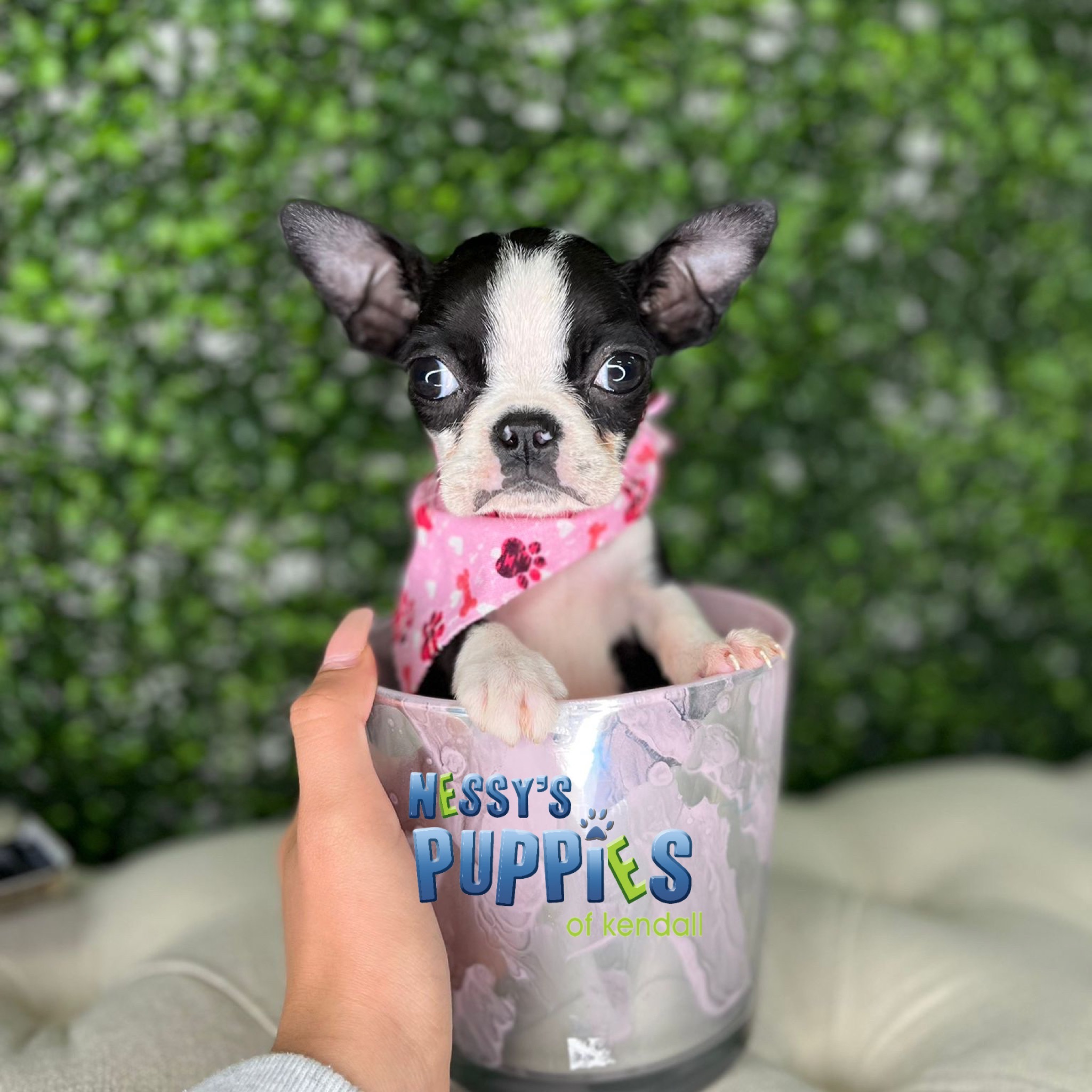 Is There A Mini Boston Terrier